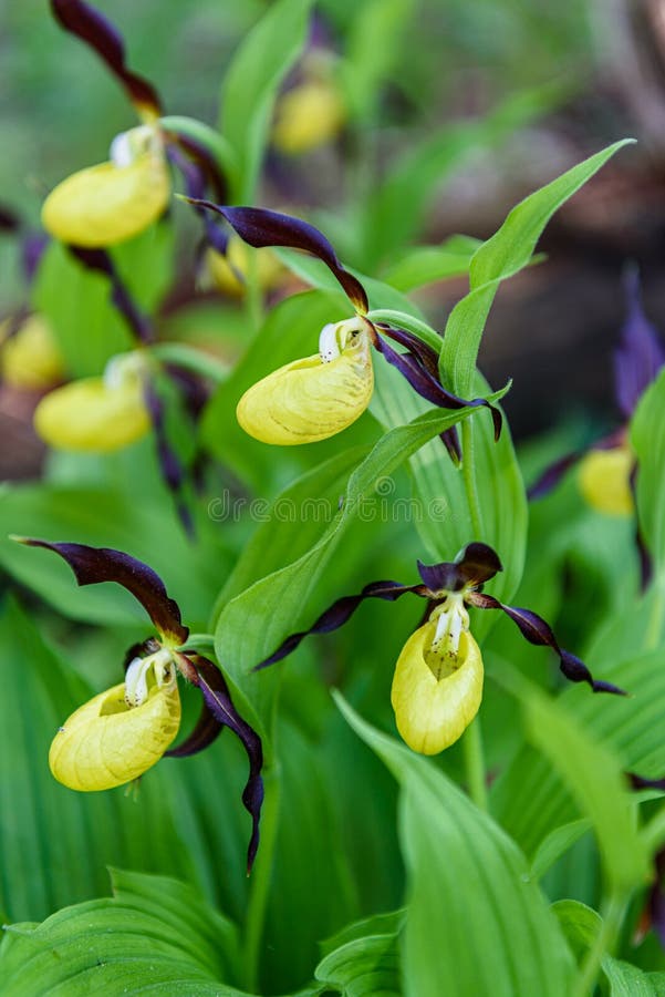 Wild orchids in a forest stock photo. Image of decorative - 187396450