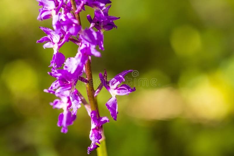 Wild Orchids in Germany in Spring Stock Photo - Image of orchids ...