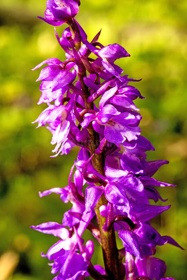 Wild Orchids in Germany in Spring Stock Image - Image of floral ...