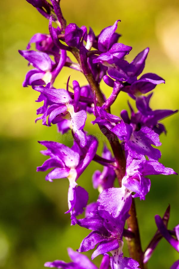 Wild Orchids in Germany in Spring Stock Image - Image of orchids, head ...