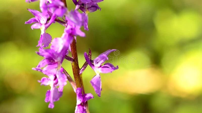 Wild Orchids in Spring in a Forest Stock Video - Video of european ...