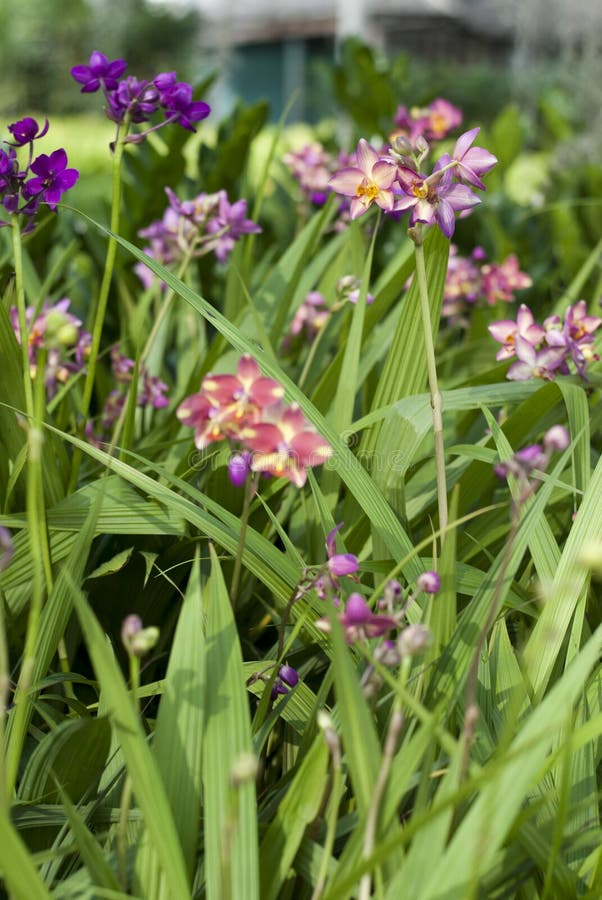 Wild Orchids in a Greenhouse Stock Photo - Image of spring, field: 64906228
