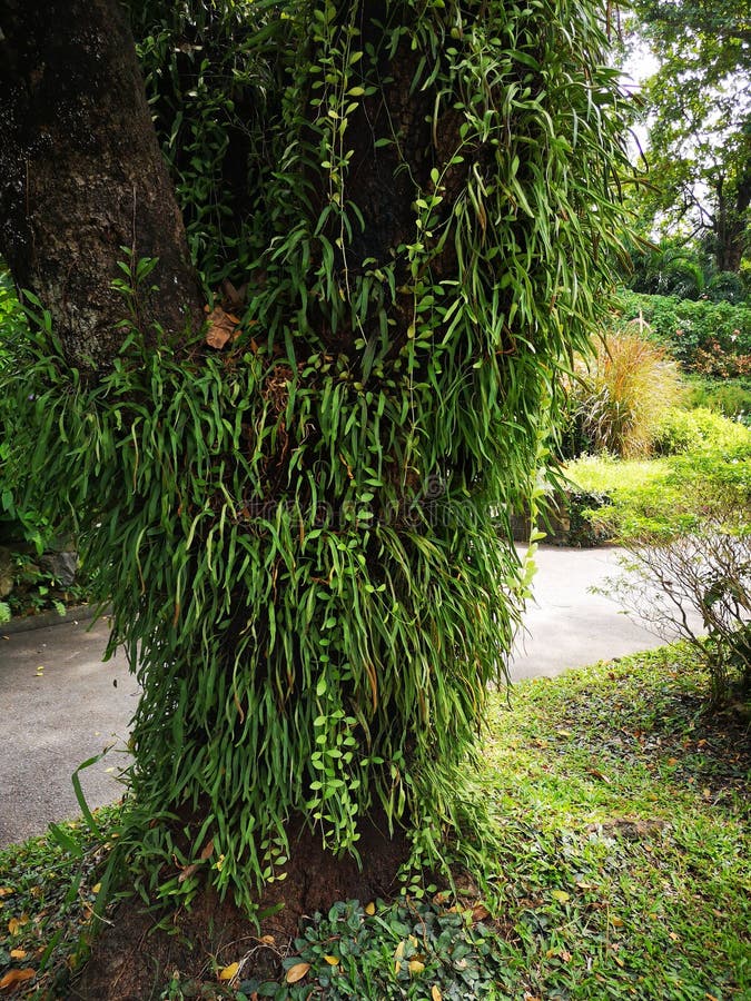 Wild Orchids Growing on Large Trees Trunk Background Stock Image ...