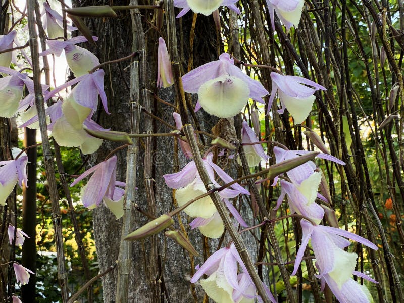 Wild Orchids Hanging from a Tree Stock Image - Image of leaves ...