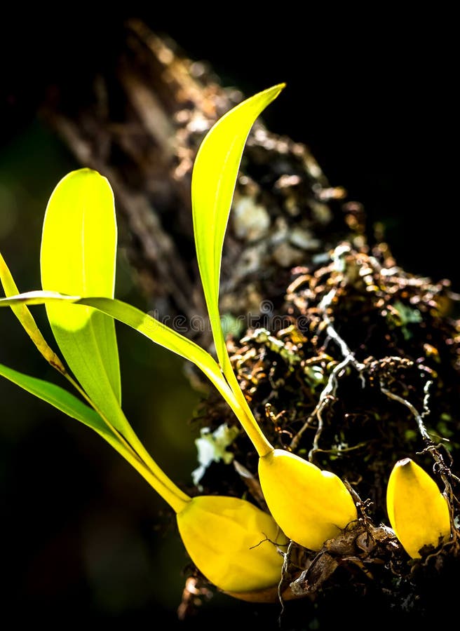 Wild orchids stock photo. Image of group, small, fresh - 36806658