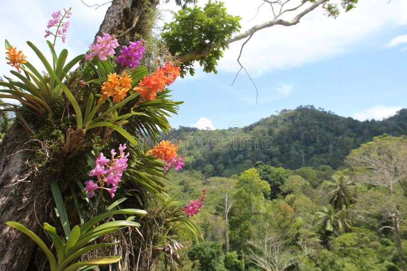 Wild Orchids. Set of Flowers on Branches with Leaves Stock Vector ...