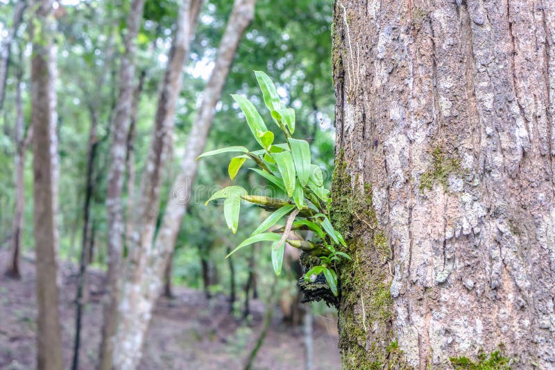 Wild Orchids on Tree in Rainforest Stock Image - Image of oriental ...
