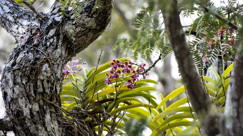 Wild Orchids on Tree, Komodo Island, Indonesia Stock Image - Image of ...