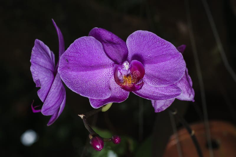 Wild orchird stock image. Image of wild, shot, outdoor - 81516617