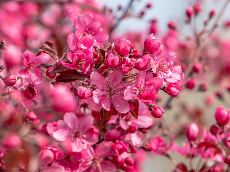 Wild Ornamental Apple Tree in Full Bloom Stock Photo - Image of ...