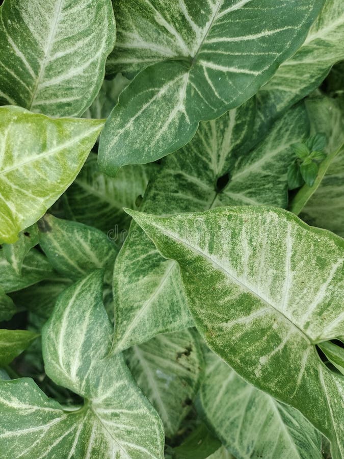 Wild ornamental plants? stock image. Image of outdoor - 325939603