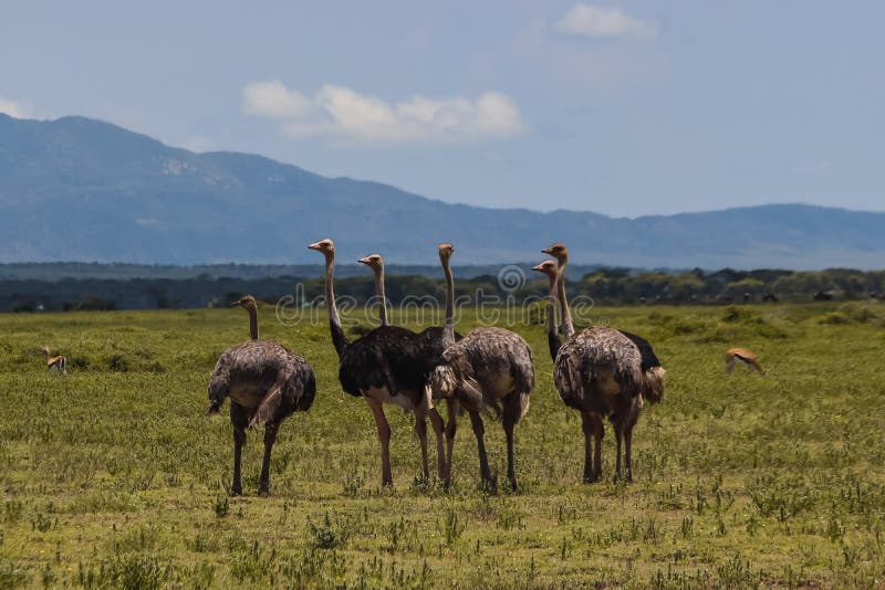 Wild Ostriches Walking in Natural Environment. Stock Image - Image of ...