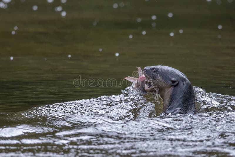 Wild Otter Catching Fish on a River Stock Photo - Image of endangered ...