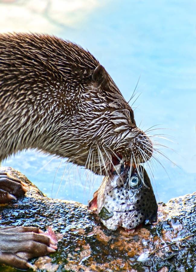 Sea Otter Feeding Fish Marine Harbor Wildlife Stock Photo - Image of ...