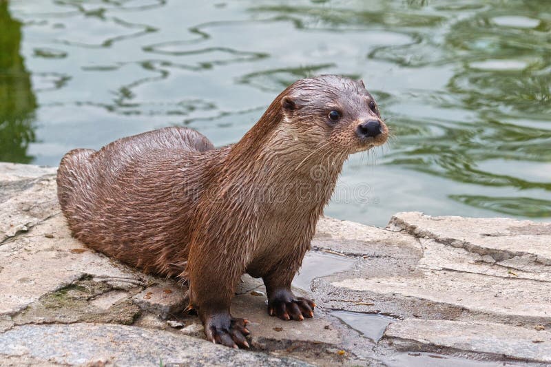 Wild otter stock photo. Image of otter, environmental - 155808114