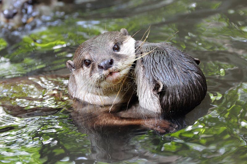 Wild otters hugging stock image. Image of mammal, carnivorous - 25850635