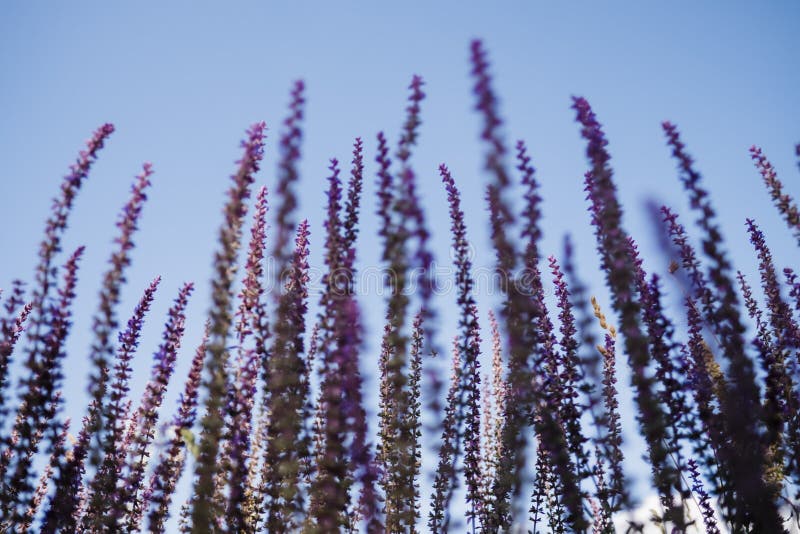 Wild outdoor plants stock image. Image of land, landscape - 94926515