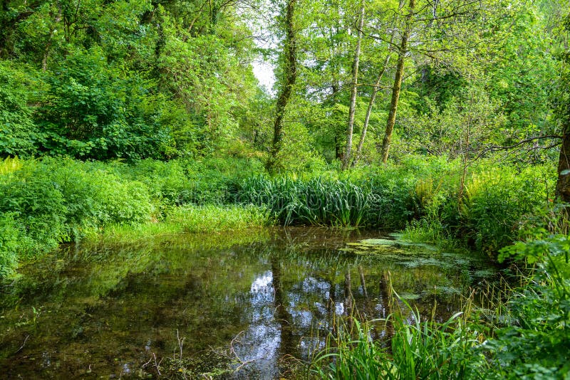 Overgrown pond stock image. Image of riparian, overgrown - 218768517