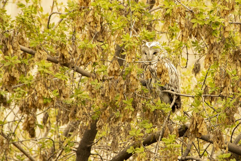 Wild Owl Hides in an Autumn Leaf on a Tree Stock Photo - Image of snow ...