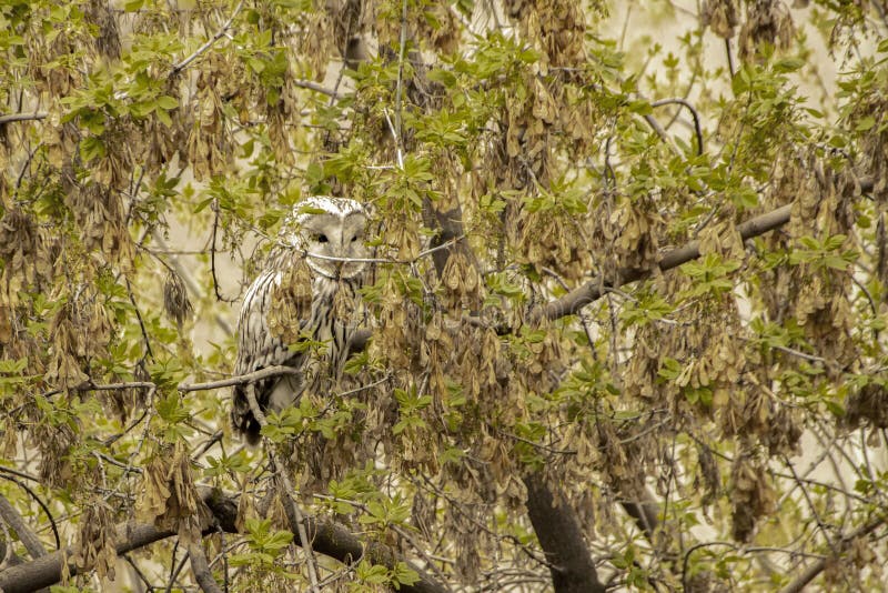 A Wild Owl Hides in the Branches of a Tree in a City Park Stock Image ...