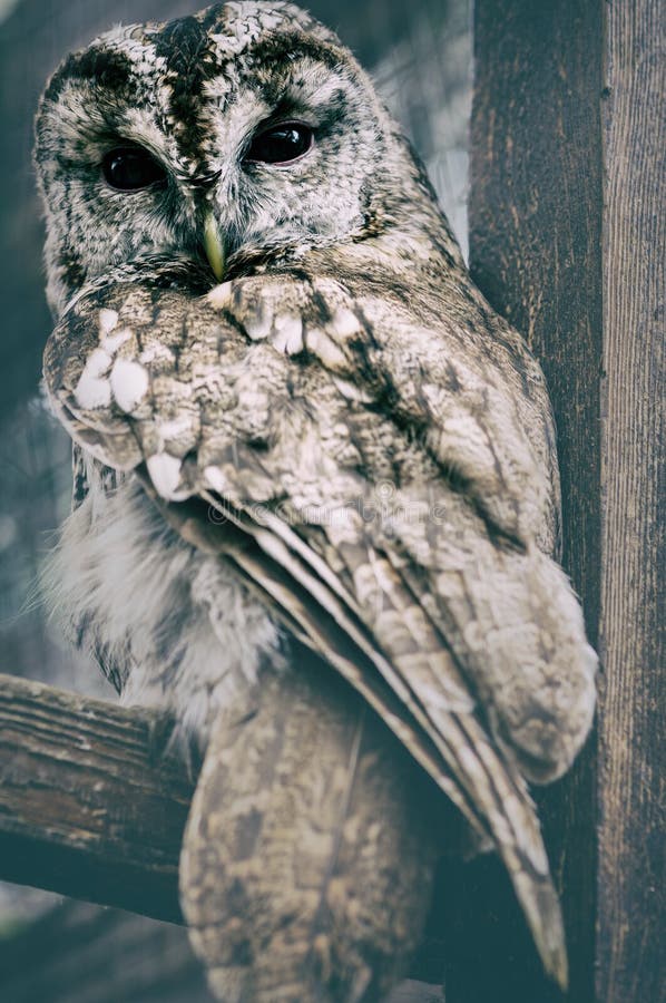 Wild Owl. Wild Nature Image Stock Image - Image of nature, nocturnal ...