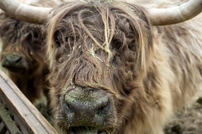 Wild ox park stock photo. Image of bull, head, moschatus - 128782956