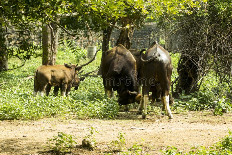 Wild oxes in mountains. stock image. Image of mountain - 15822417