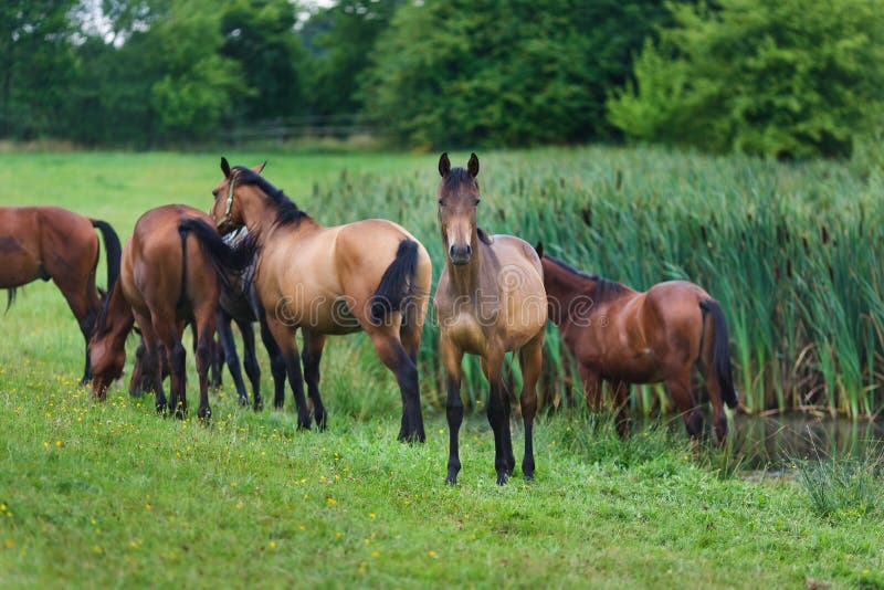 Lopende wild paarden stock afbeelding. Image of landbouwbedrijf - 58089125