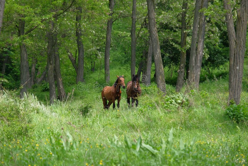 Wild paarden in bos stock foto. Image of openlucht, paard - 71877136