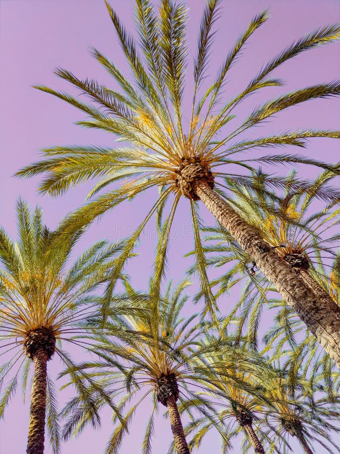Wild palm trees. stock photo. Image of twig, tropics - 198450800
