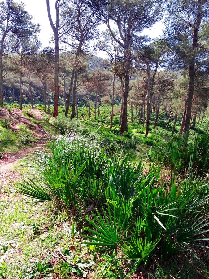 Wild palms among the pine stock photo. Image of natural - 265525448