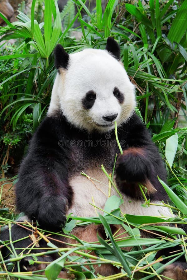Wild panda stock photo. Image of oriental, panda, east - 30870366