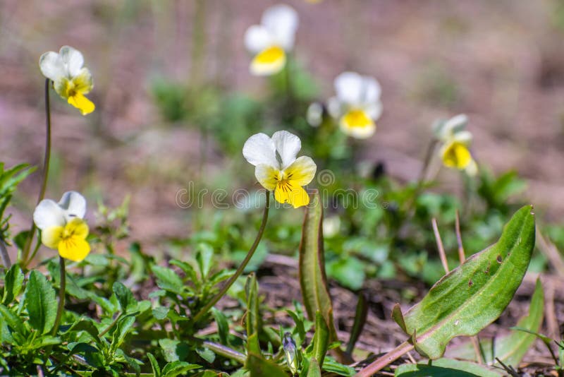 Wild pansies in the forest stock photo. Image of petal - 218818564