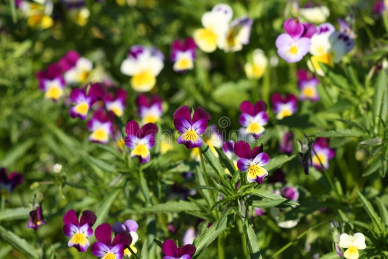 Wild pansy stock photo. Image of nature, pansy, healthy - 20827138