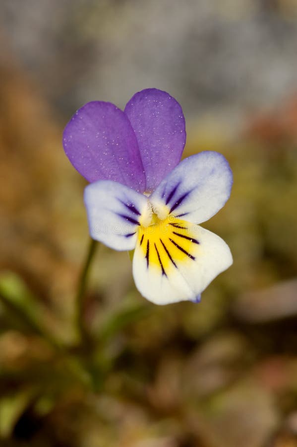 Wild Pansy Viola Tricolor Flower. Close-up of a Flower from a Viola ...