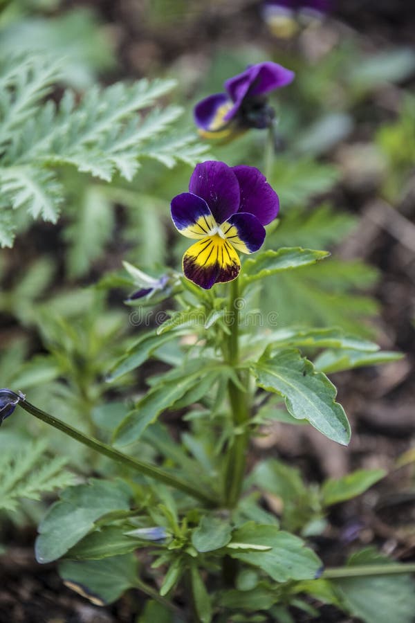 Spring pansies stock image. Image of spring, landscaping - 4363549