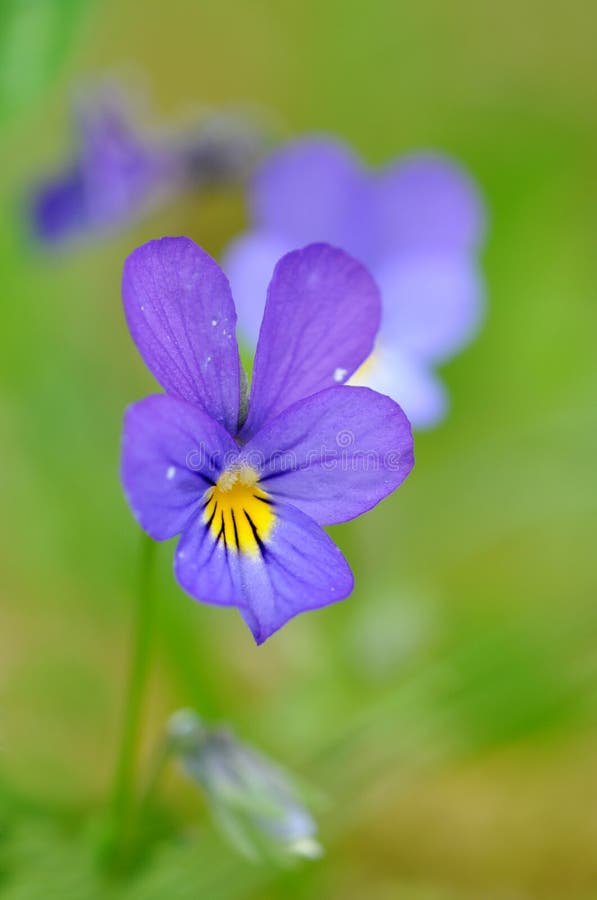 Wild Pansy Viola Tricolor Flower. Close-up of a Flower from a Viola ...