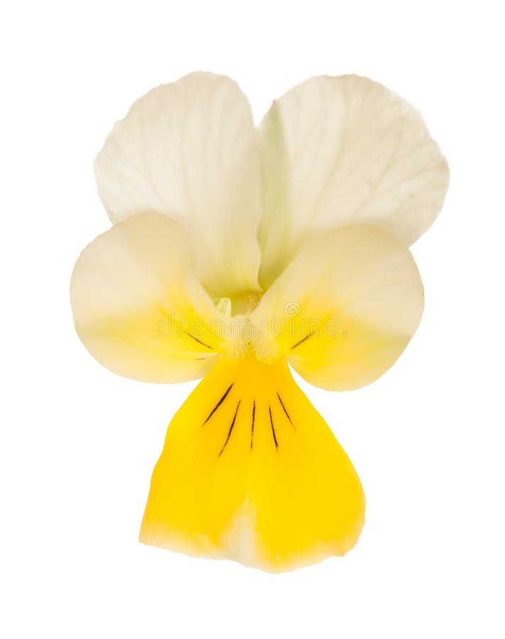 Wild Pansy Viola Tricolor Flower. Close-up of a Flower from a Viola ...