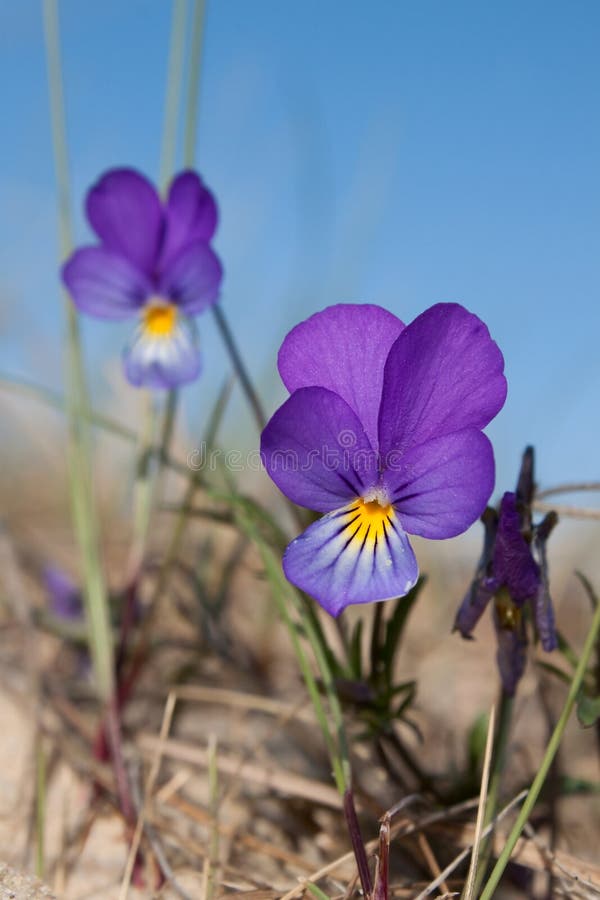 Wild Pansy Viola Tricolor Flower. Close-up of a Flower from a Viola ...