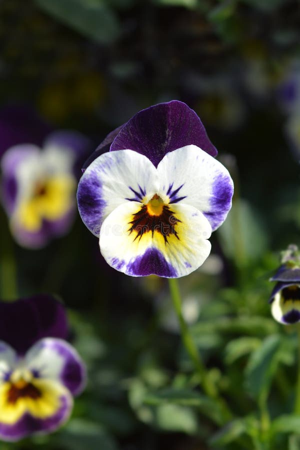 Wild pansy stock image. Image of green, flower, pansy - 149290807