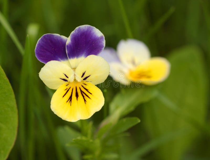 Wild Pansy Viola Tricolor Flower. Close-up of a Flower from a Viola ...