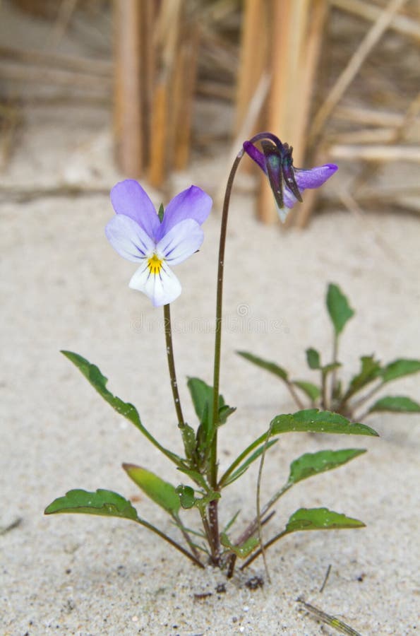 Wild Pansy Viola Tricolor Flower. Close-up of a Flower from a Viola ...