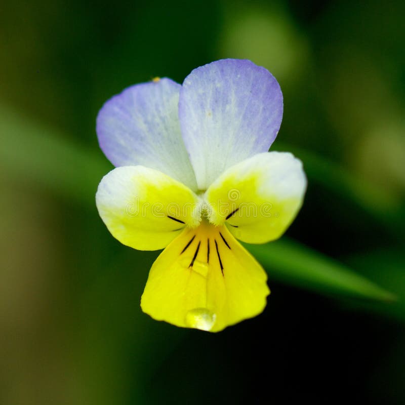 Wild Pansy Viola Tricolor Flower. Close-up of a Flower from a Viola ...