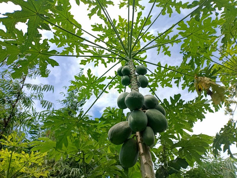 Wild papaya tree stock image. Image of tree, green, wild - 376706789