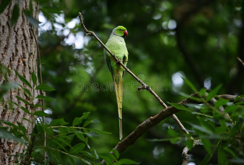 Wild parakeet in tree stock photo. Image of wildlife - 187558826