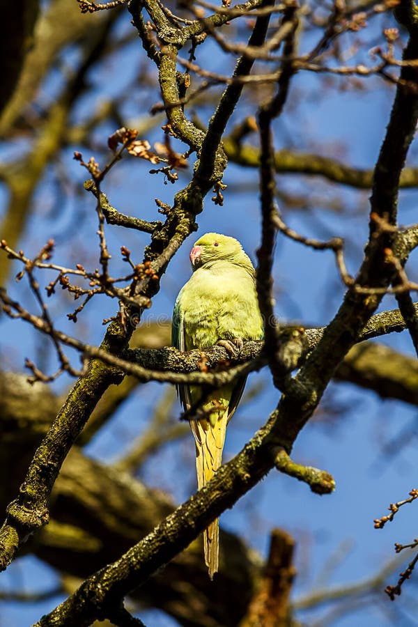 Wild Parakeet stock photo. Image of perch, colourful - 50017506