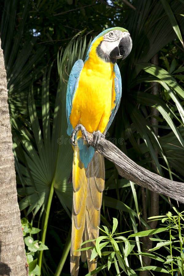 Wild parrot stock photo. Image of cute, path, jungle - 22306000