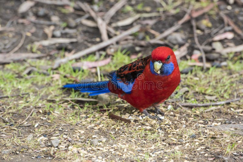 Wild Parrot With Red And Blue Feathers, Australia Stock Photo - Image ...