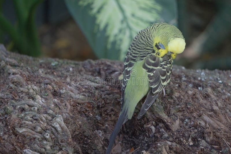 Wild Parrot Bird, Green Parrot Great-Green Macaw Stock Image - Image of ...
