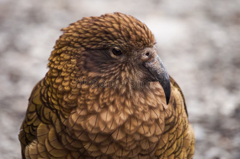 Wild Parrot, Kea stock image. Image of native, natural - 50399823